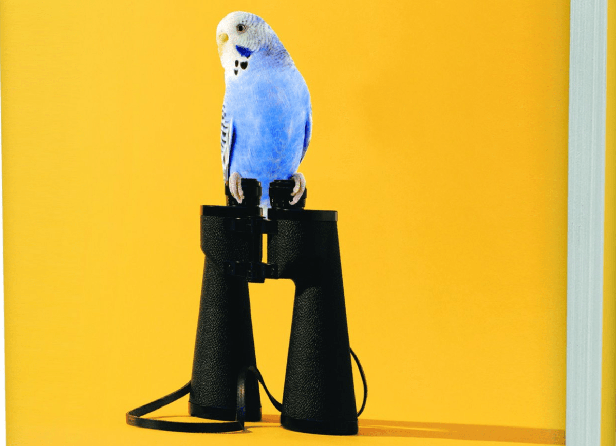 Blue Parakeets & the Bible’s Big Story – Jeremy Berg